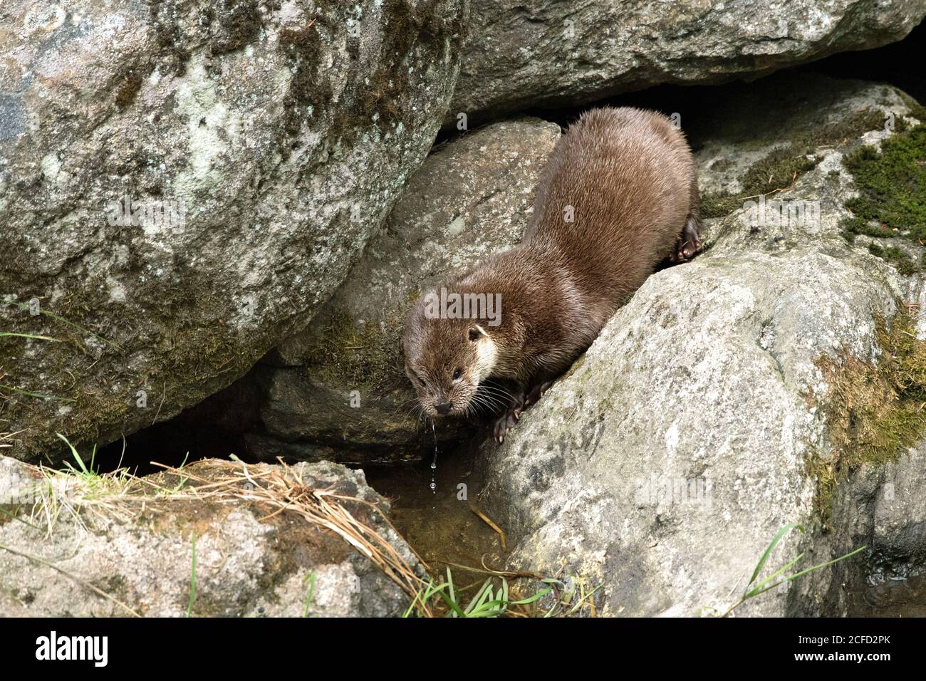 Lakeside otter hi-res stock photography and images - Alamy