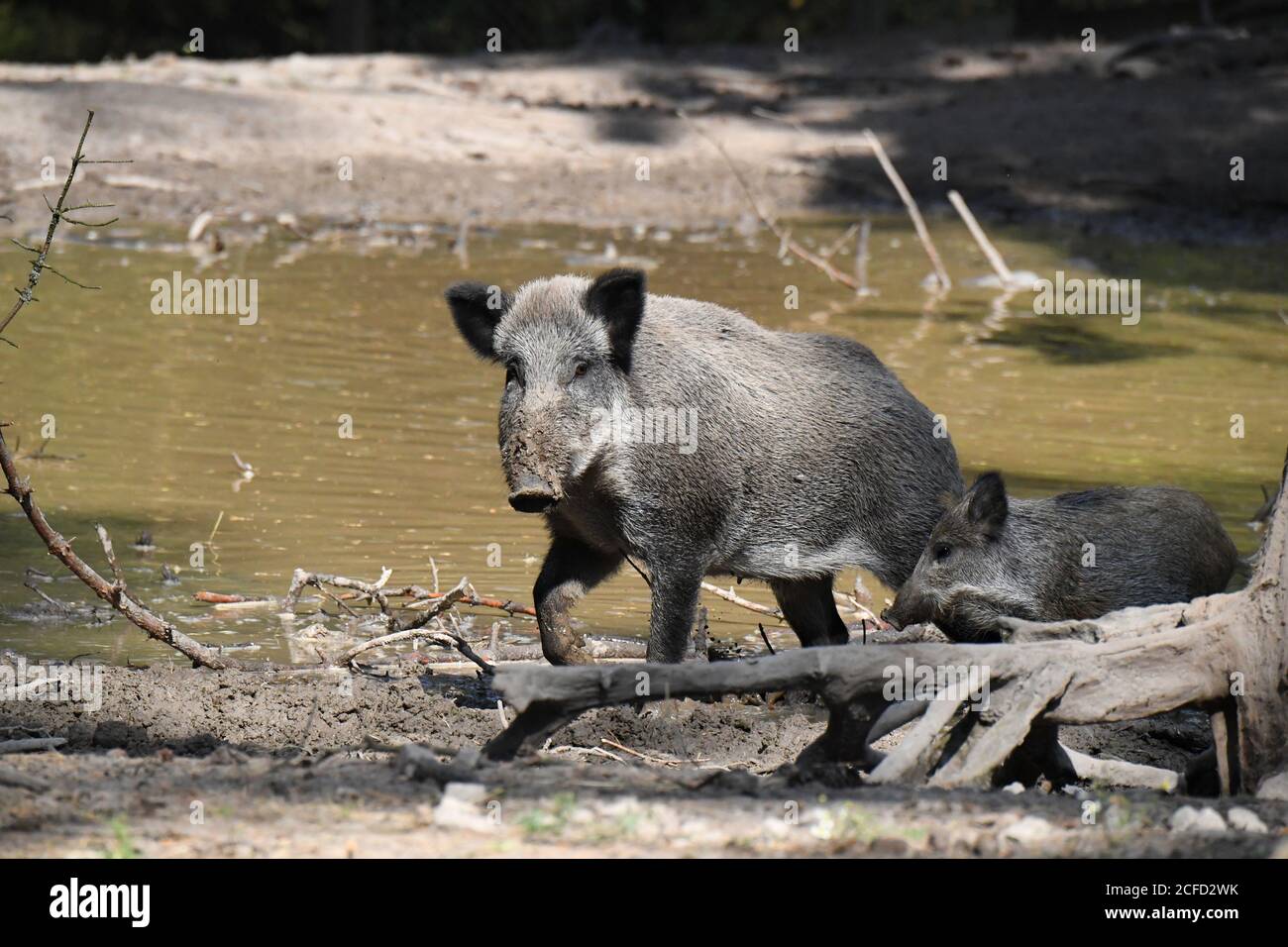 Wild boars in the wallow Stock Photo - Alamy