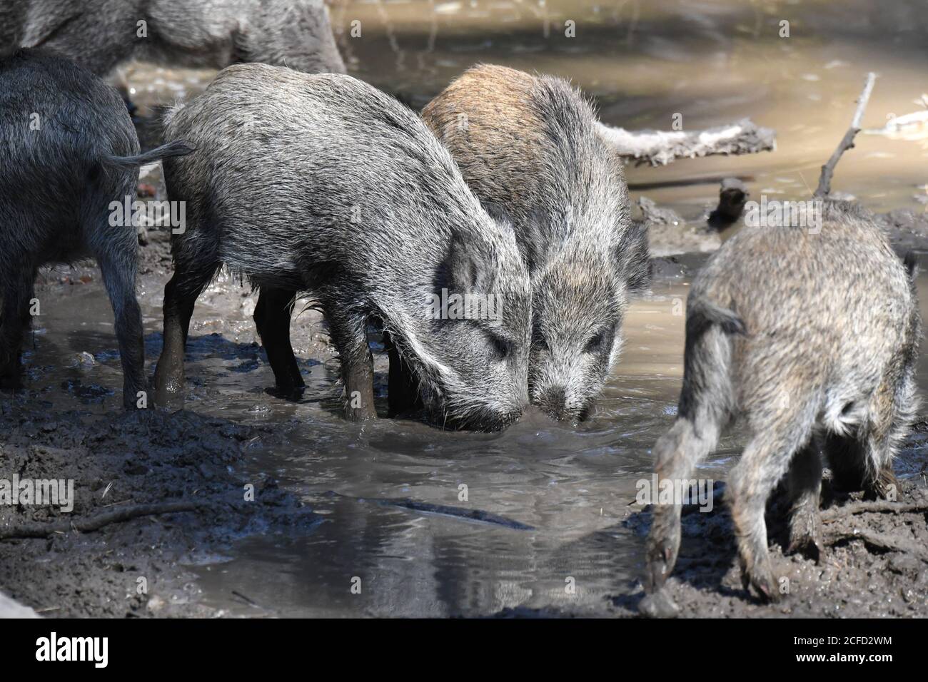 Wild boars in the wallow Stock Photo - Alamy