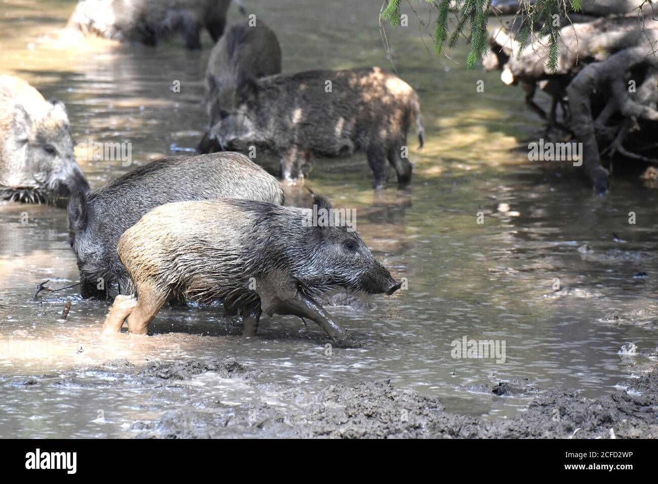 Wild boars in the wallow Stock Photo - Alamy