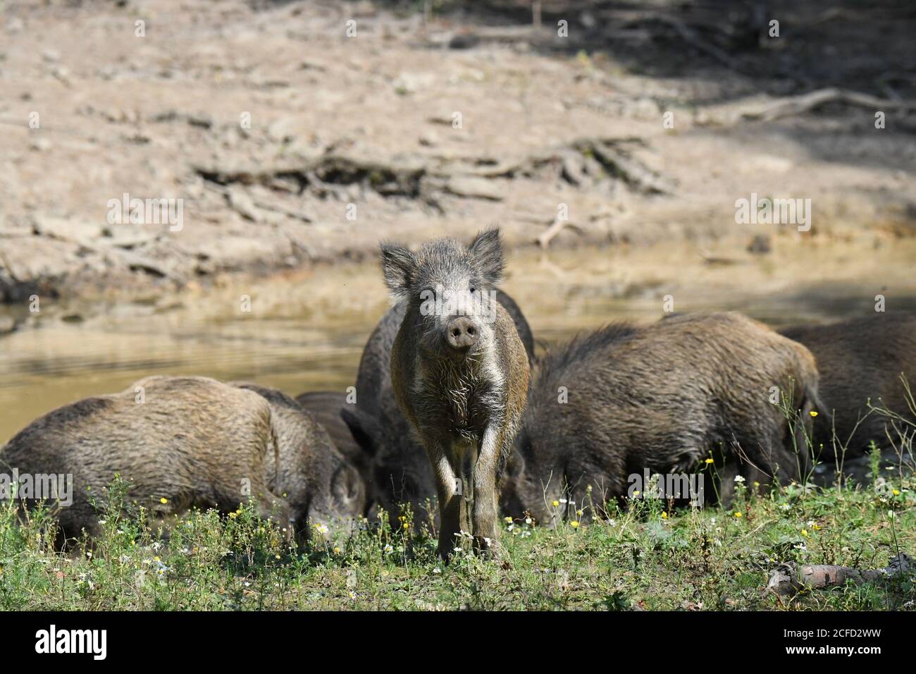 Wild boars in the wallow Stock Photo - Alamy