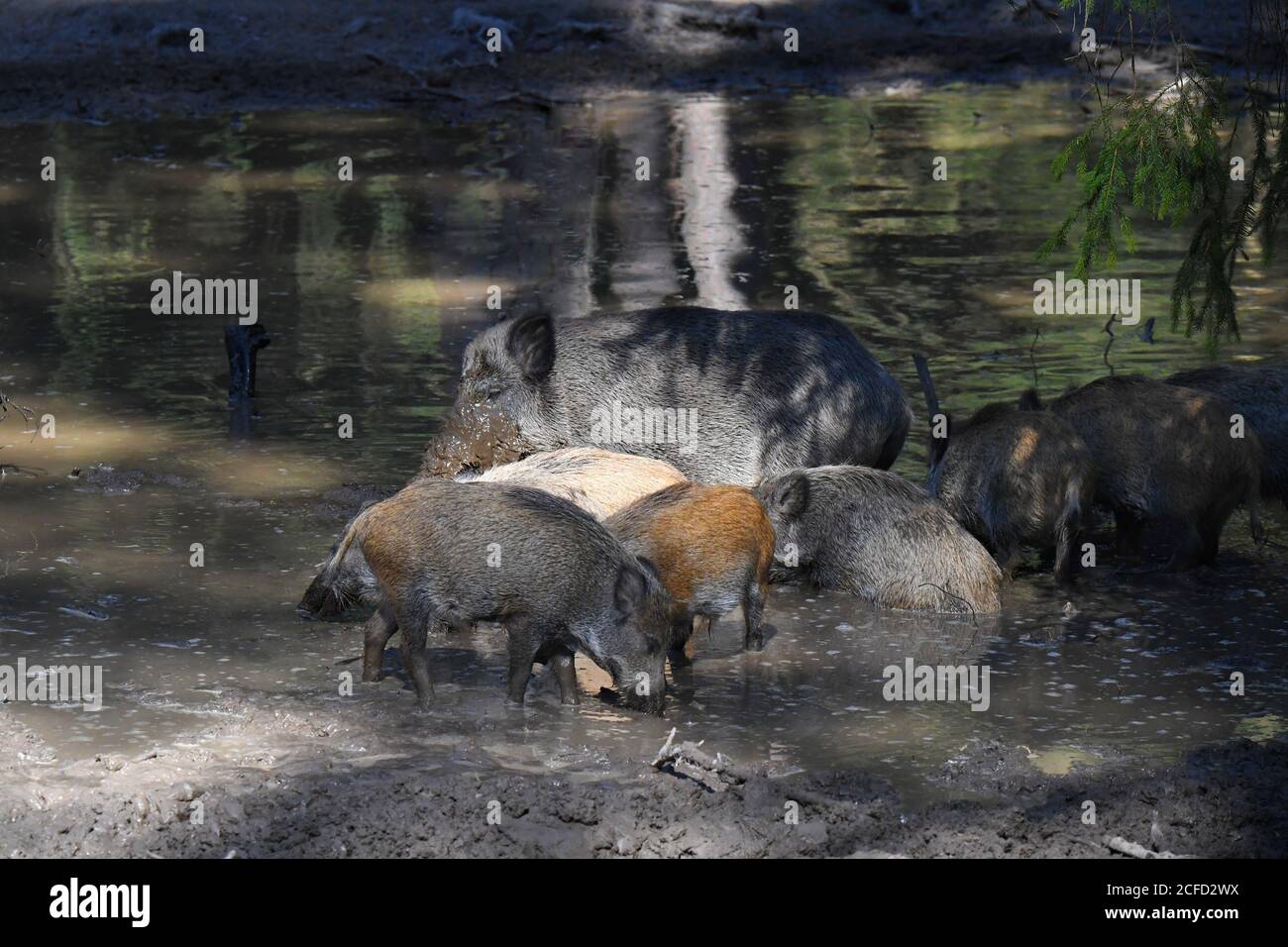 Wild boars in the wallow Stock Photo - Alamy