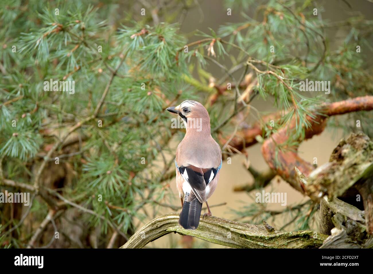 Jaybirds High Resolution Stock Photography and Images - Alamy