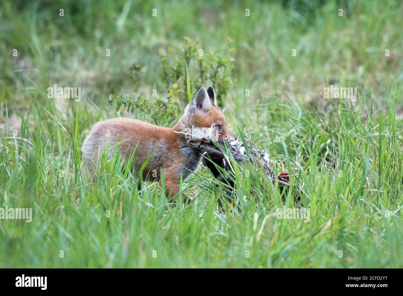 Young fox with prey Stock Photo - Alamy