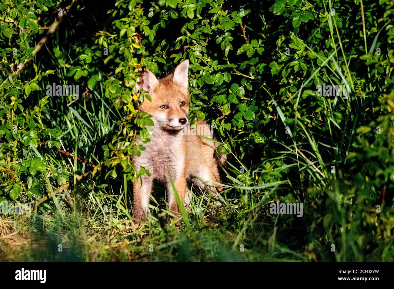 Red fox pups hi-res stock photography and images - Alamy