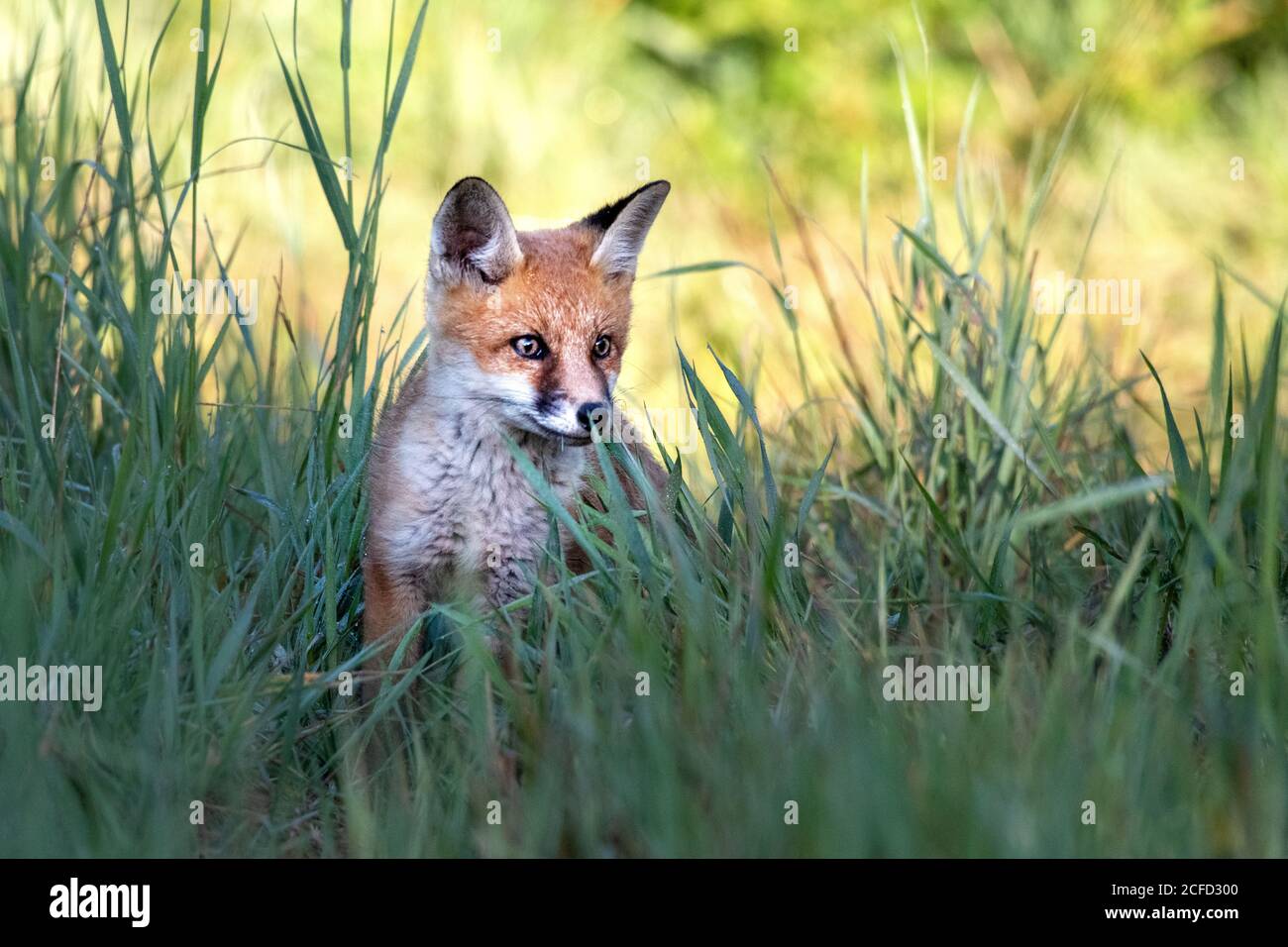 Red fox pups hi-res stock photography and images - Alamy