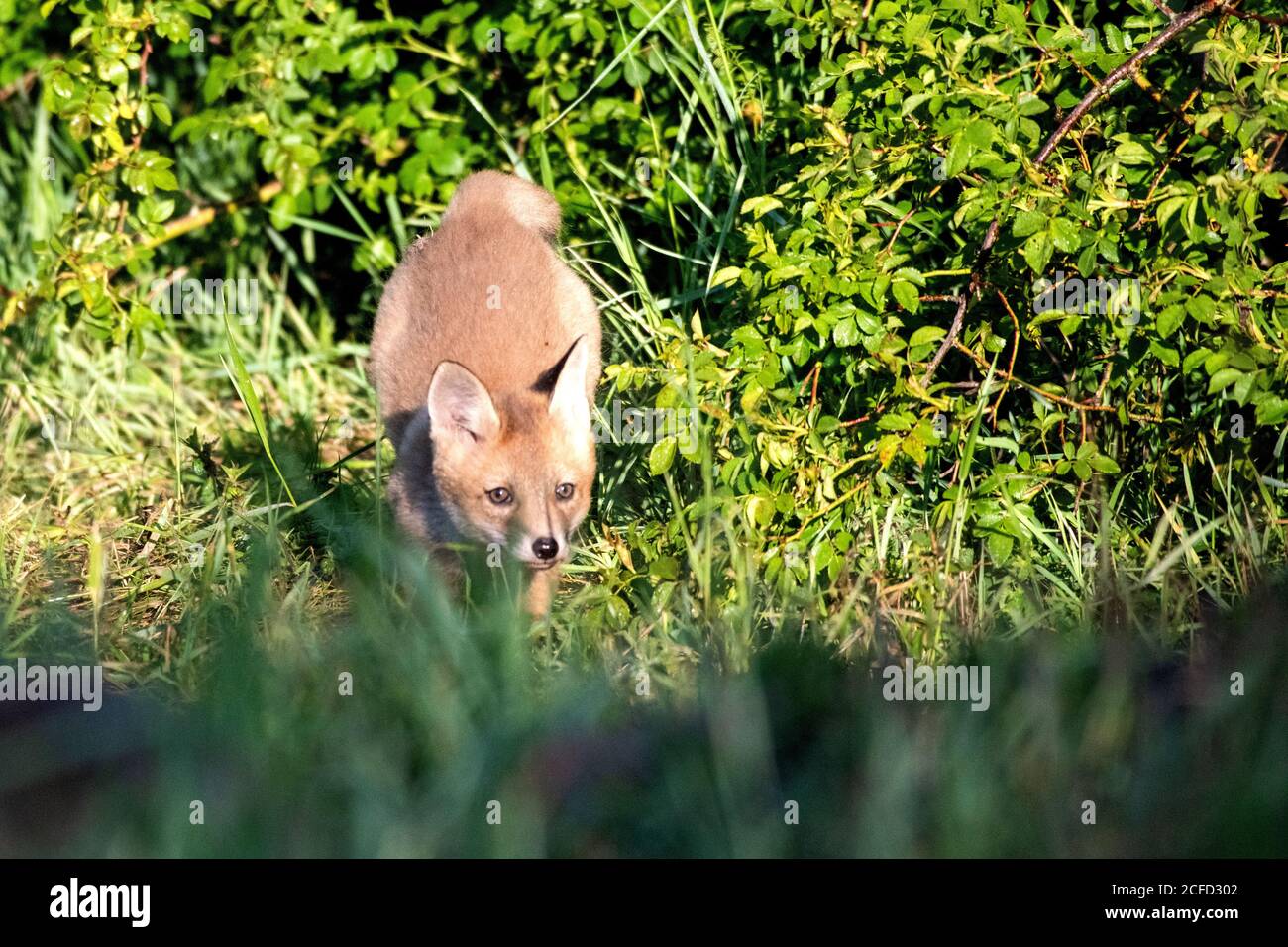 Red fox pups hi-res stock photography and images - Alamy