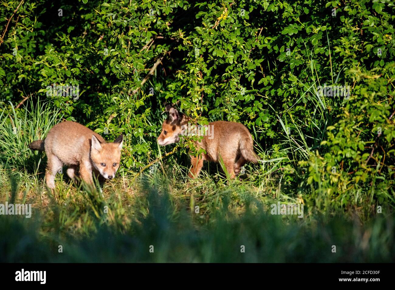 two young foxes Stock Photo - Alamy