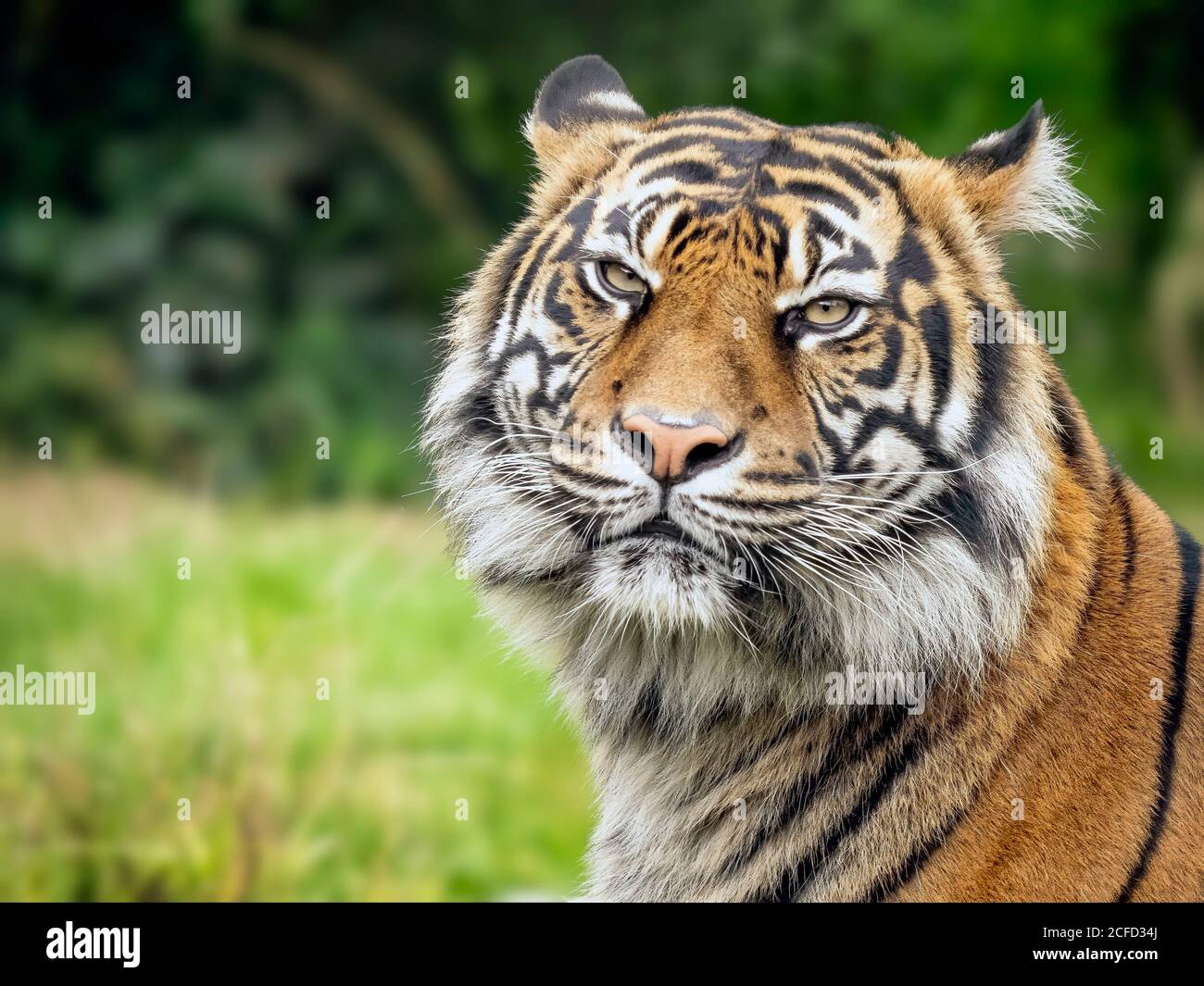 Tiger (Panthera tigris Stock Photo - Alamy