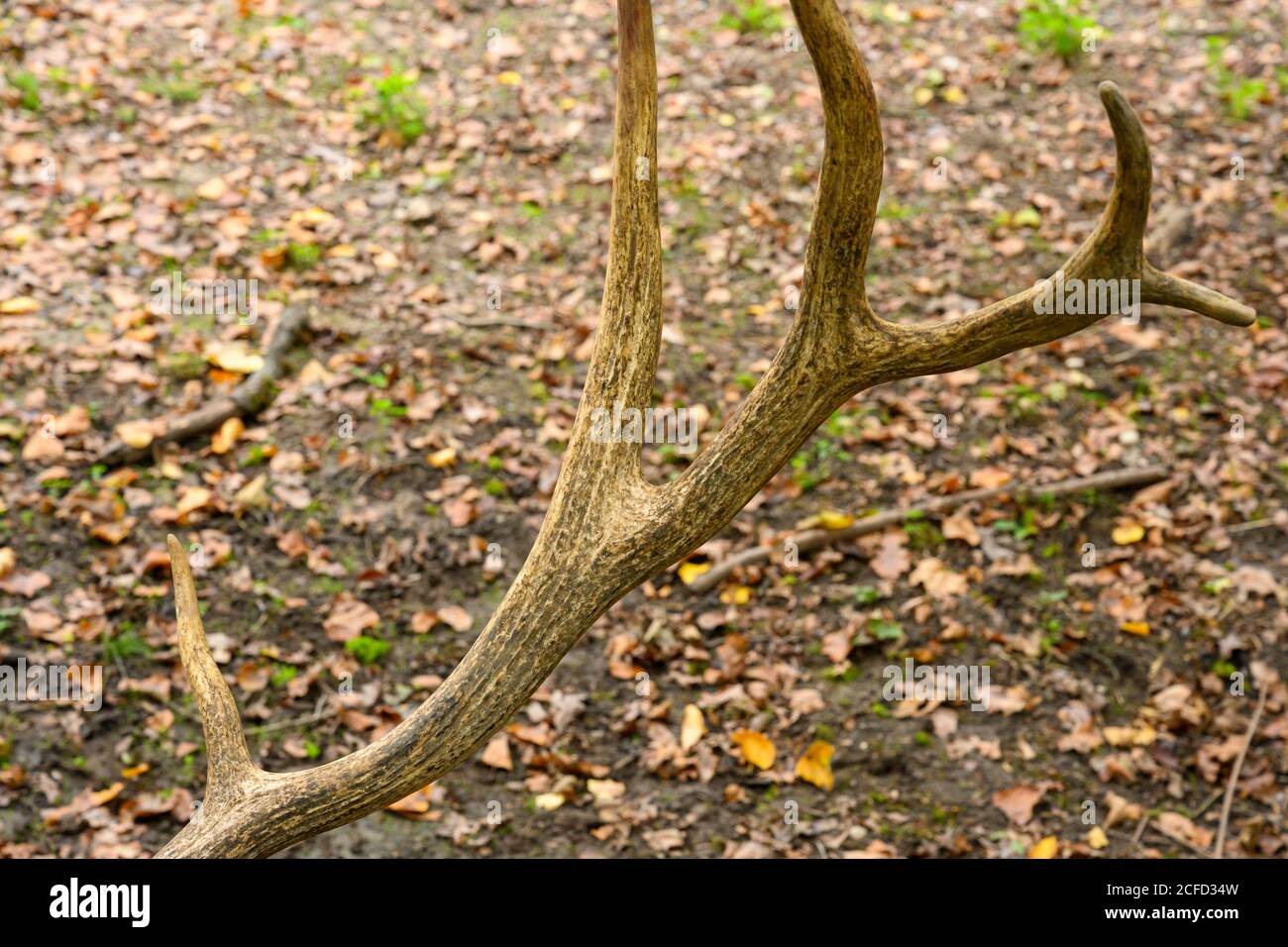 Deer white lipped deer hi-res stock photography and images - Alamy