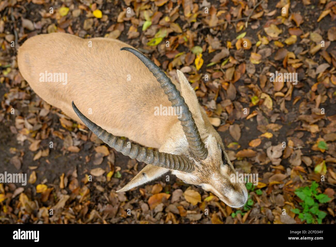 Germany, Baden-Wuerttemberg, Karlsruhe, goiter gazelle (Gazella ...