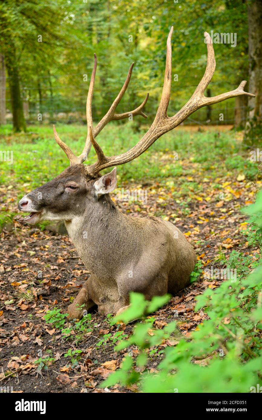 Germany, Baden-Wuerttemberg, Karlsruhe, deer (white-lipped deer, Cervus ...