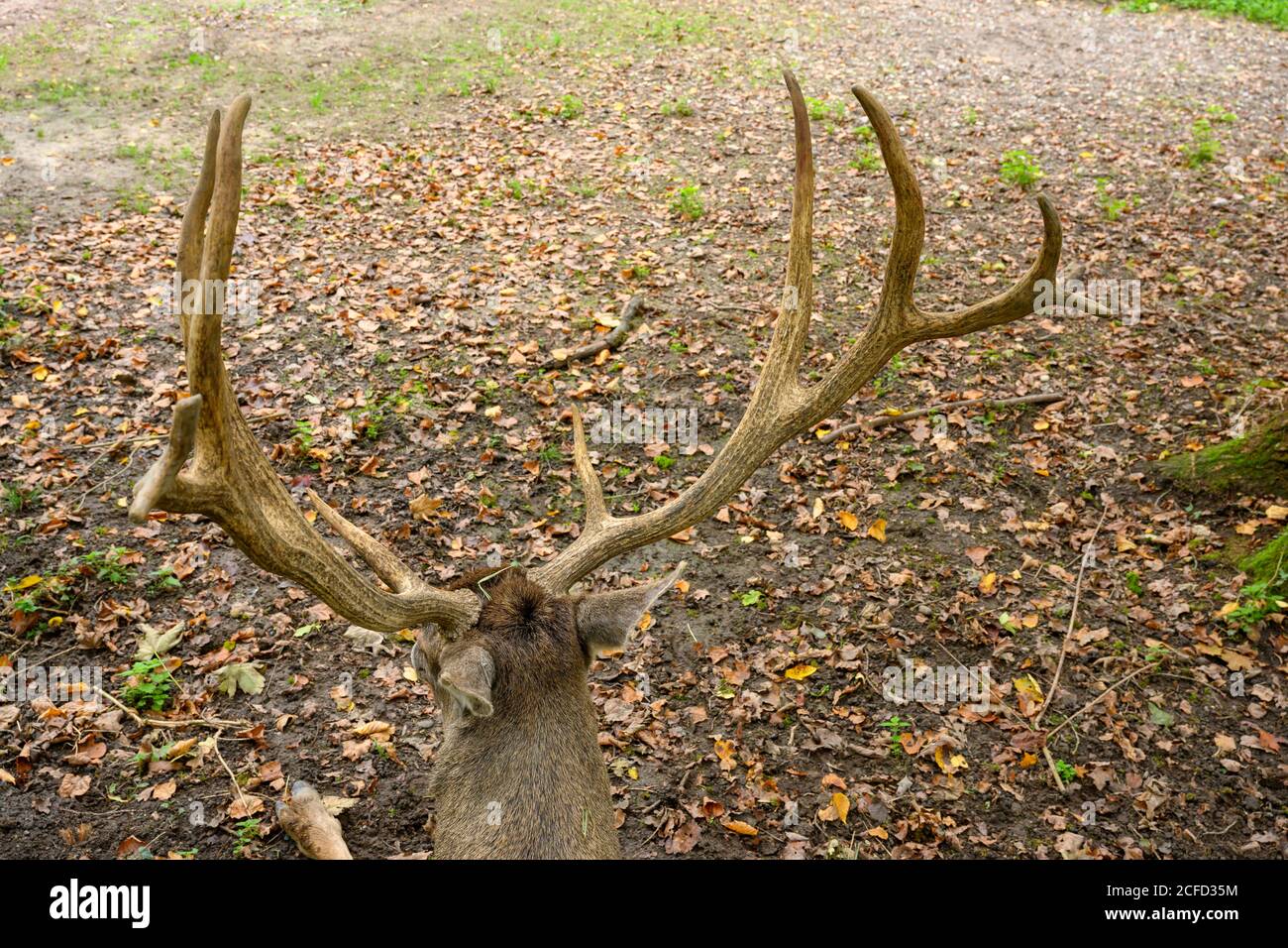 Germany, Baden-Wuerttemberg, Karlsruhe, deer (white-lipped deer, Cervus ...