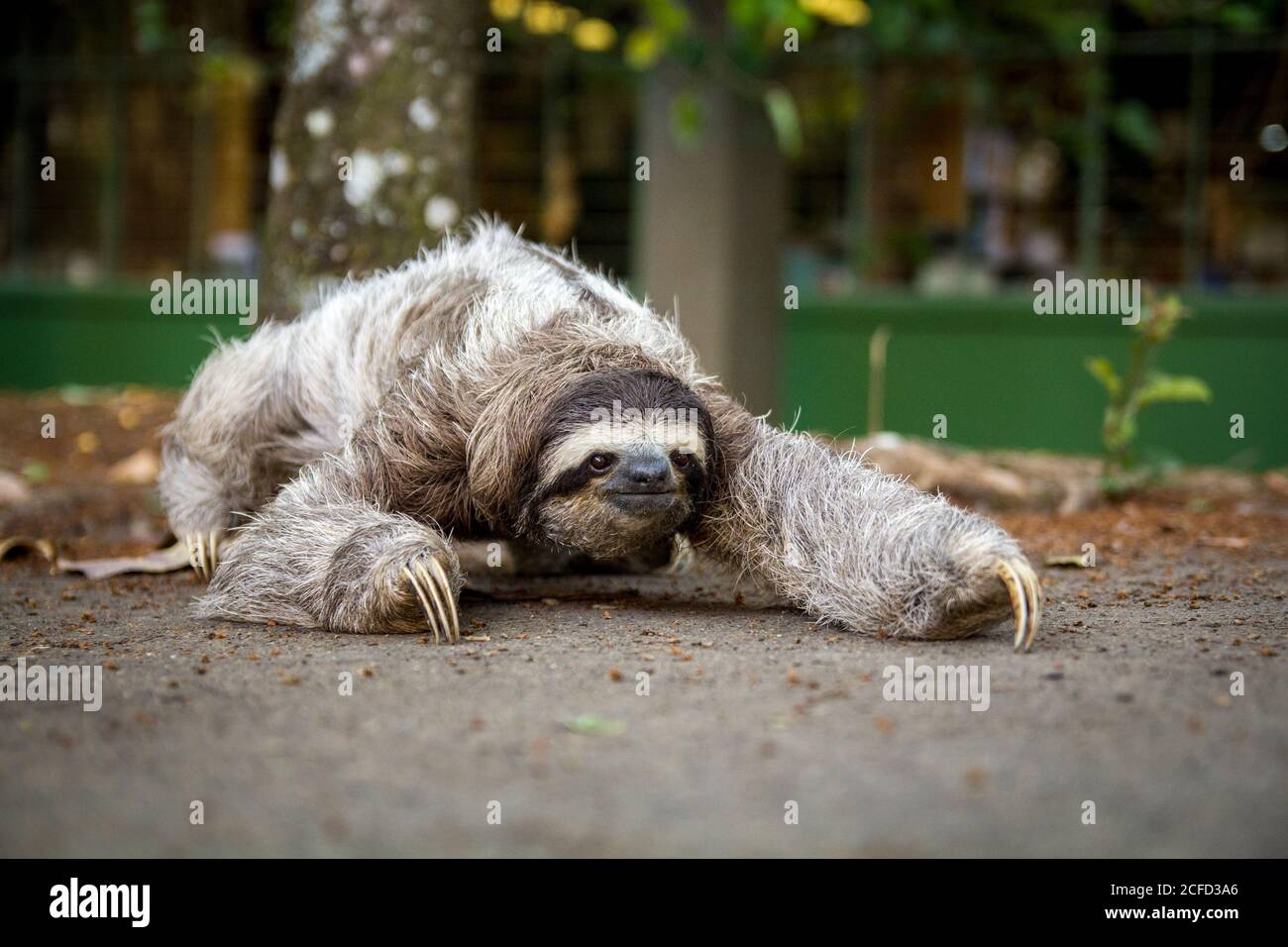 Three-toed sloth in Costa Rica. Mammal, lazy Stock Photo - Alamy
