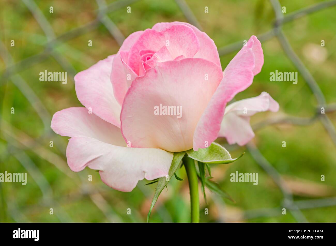 Pink Hybrid Rose Stock Photo - Alamy