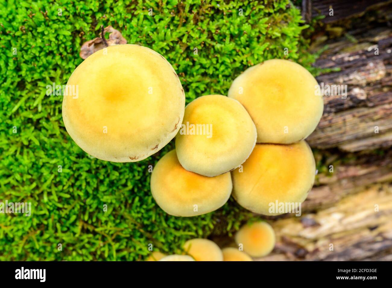 Green-leaved sulfur head (Hypholoma fasciculare Stock Photo - Alamy