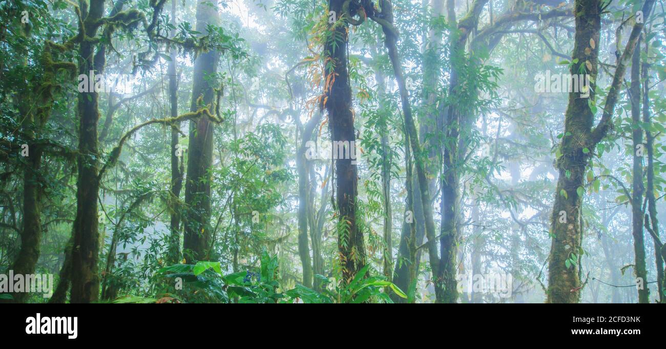 Pure tropical rainforest in rain season, lush foliage green tropical ...
