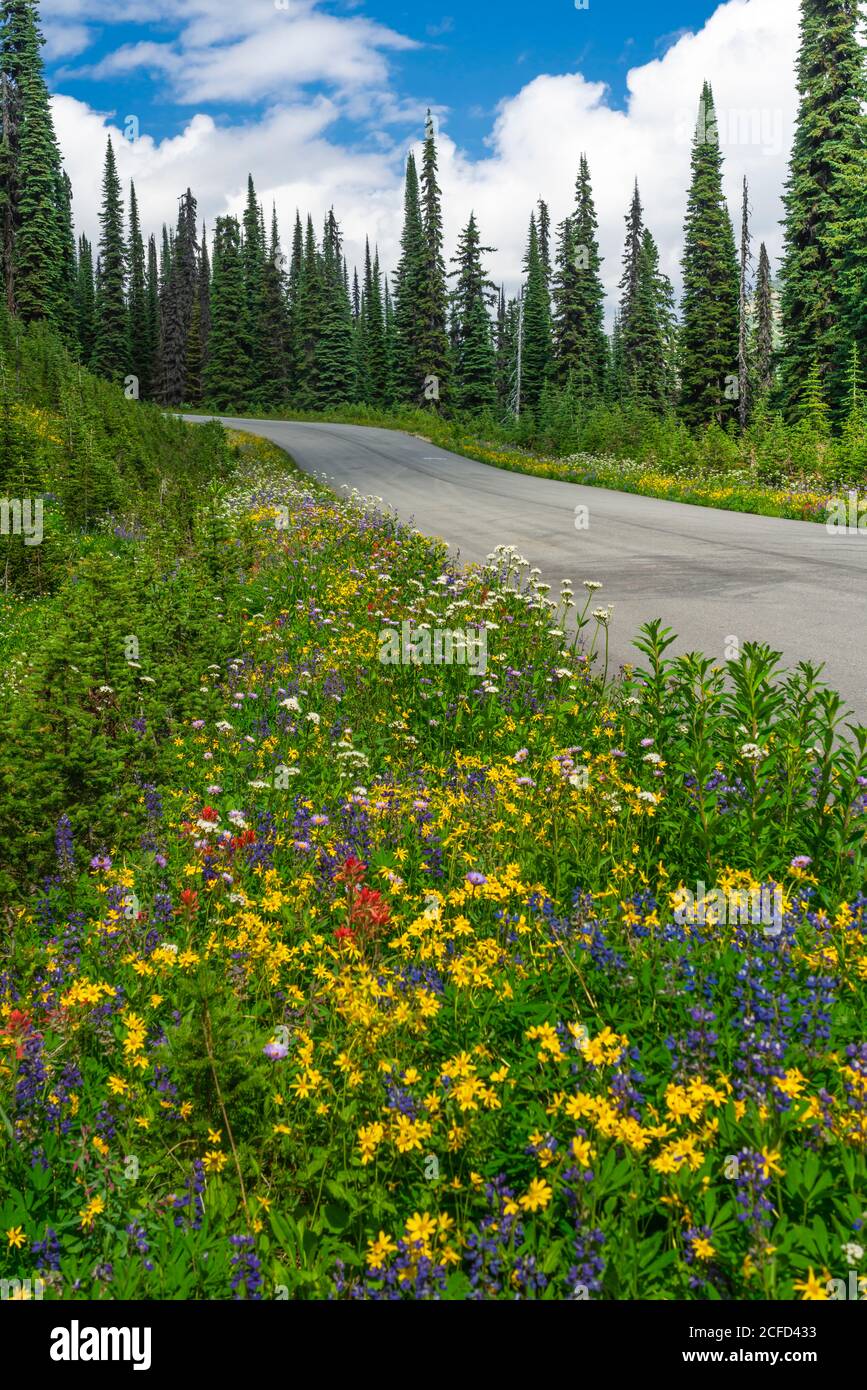 Summer roadside wildflowers on Mount Revelstoke, British Columbia ...