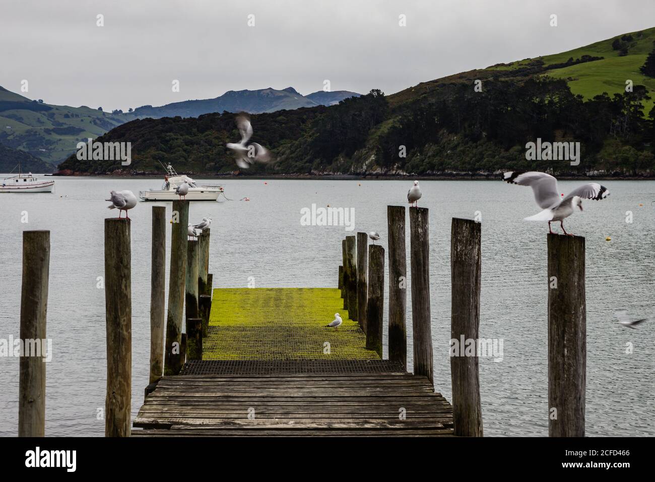 Algae on trees hi-res stock photography and images - Alamy