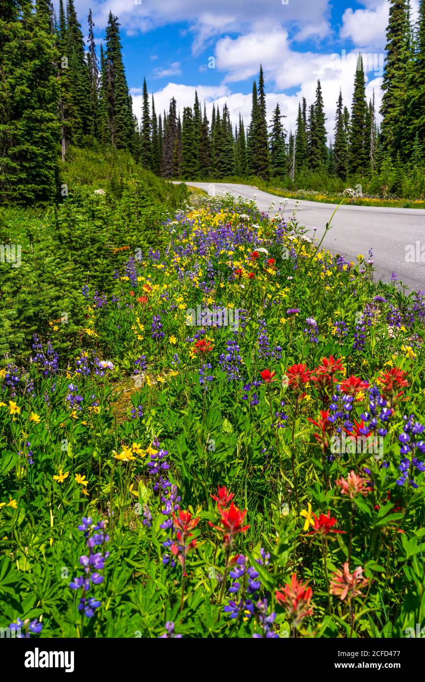 Summer roadside wildflowers on Mount Revelstoke, British Columbia ...