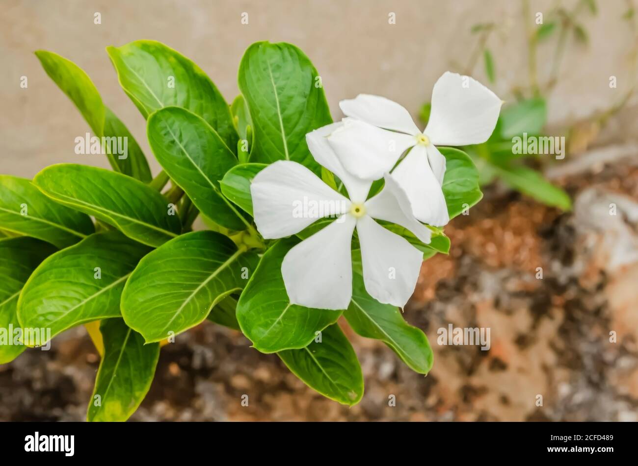 White Periwinkle Flowers Stock Photo - Alamy