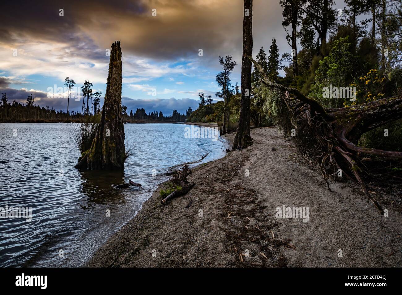 Tree root on Lake Brunner, South Island New Zealand Stock Photo - Alamy