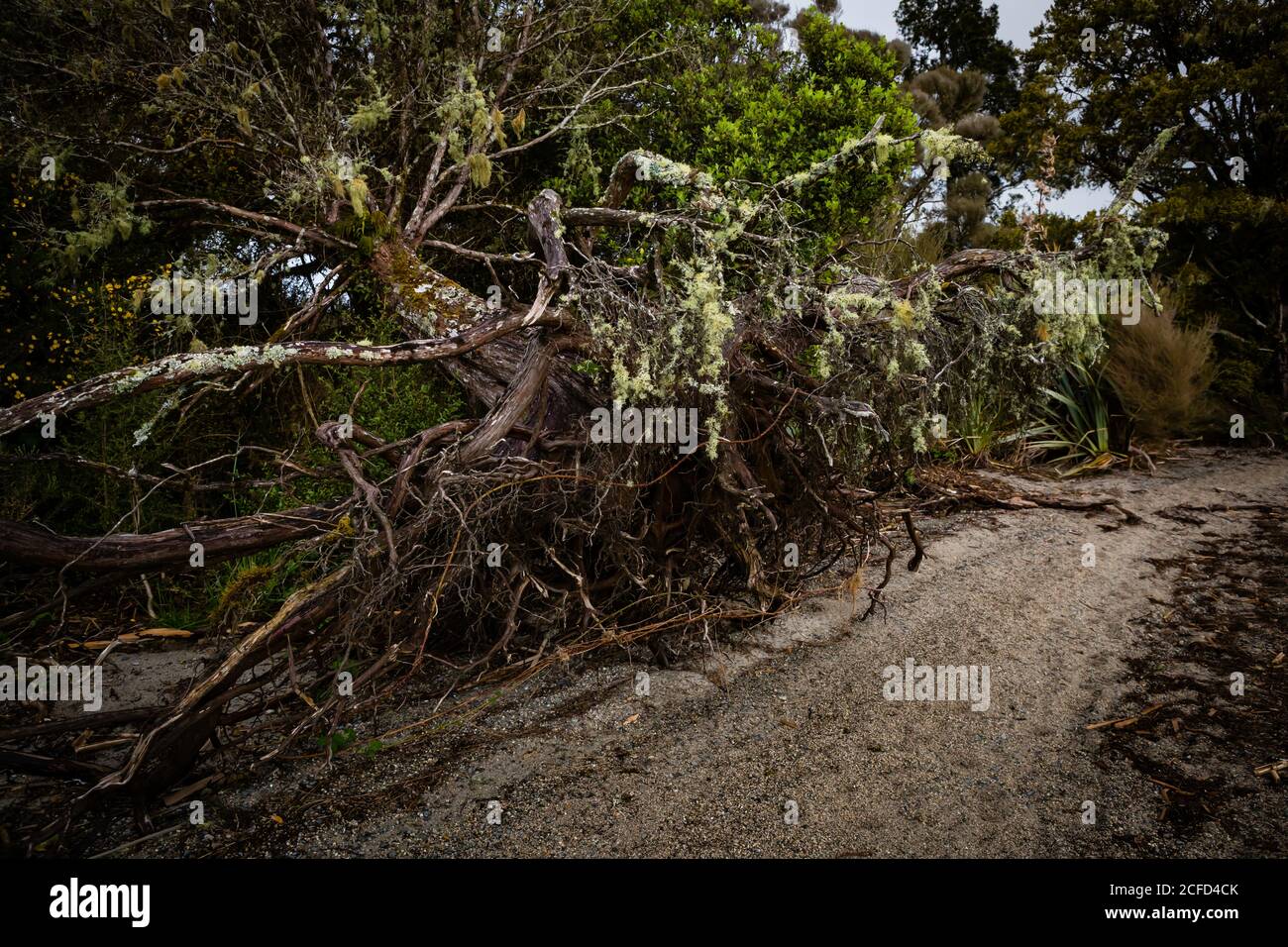 Tree root on Lake Brunner, South Island New Zealand Stock Photo - Alamy