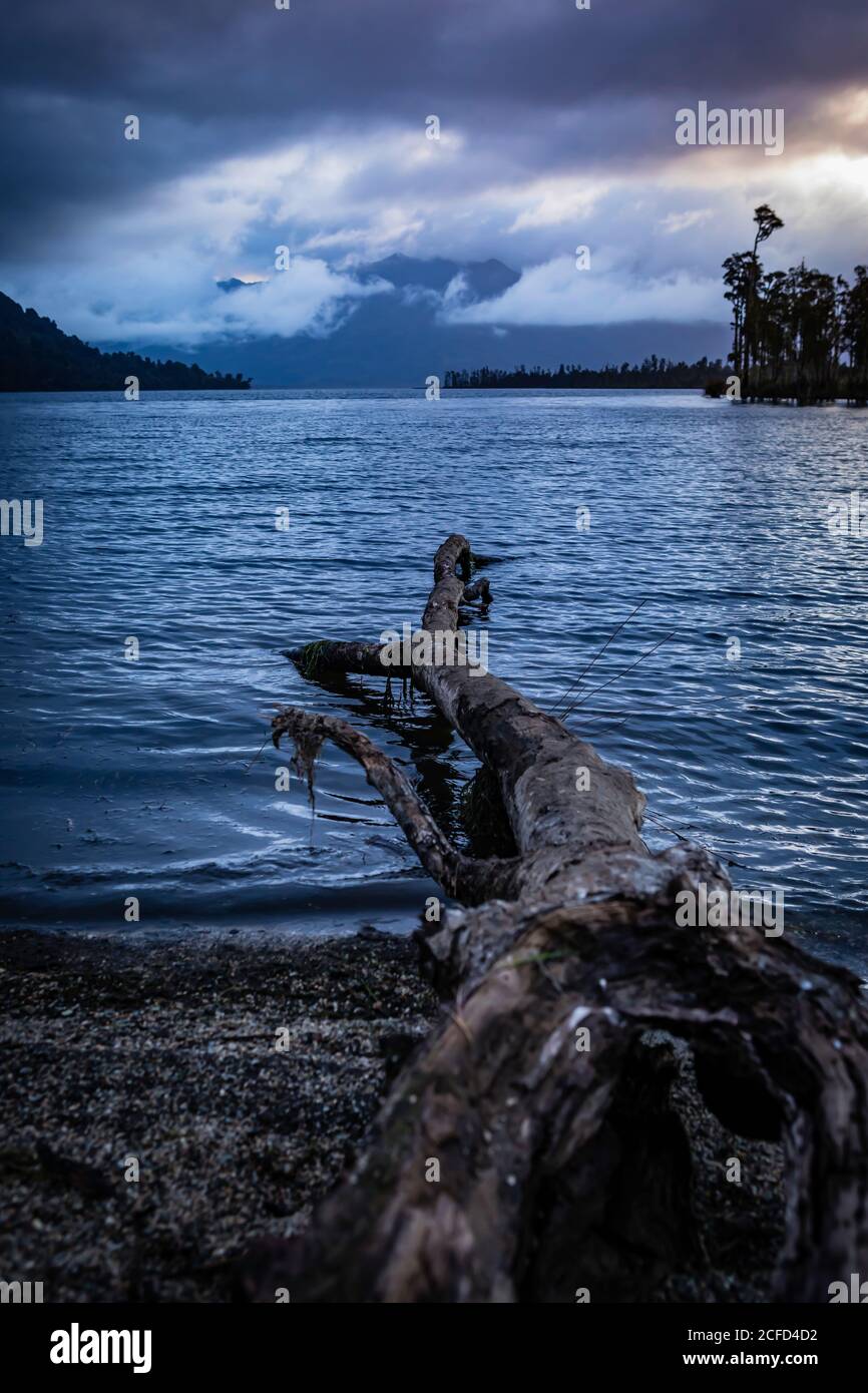 Tree trunk on the shores of Lake Brunner, South Island New Zealand ...