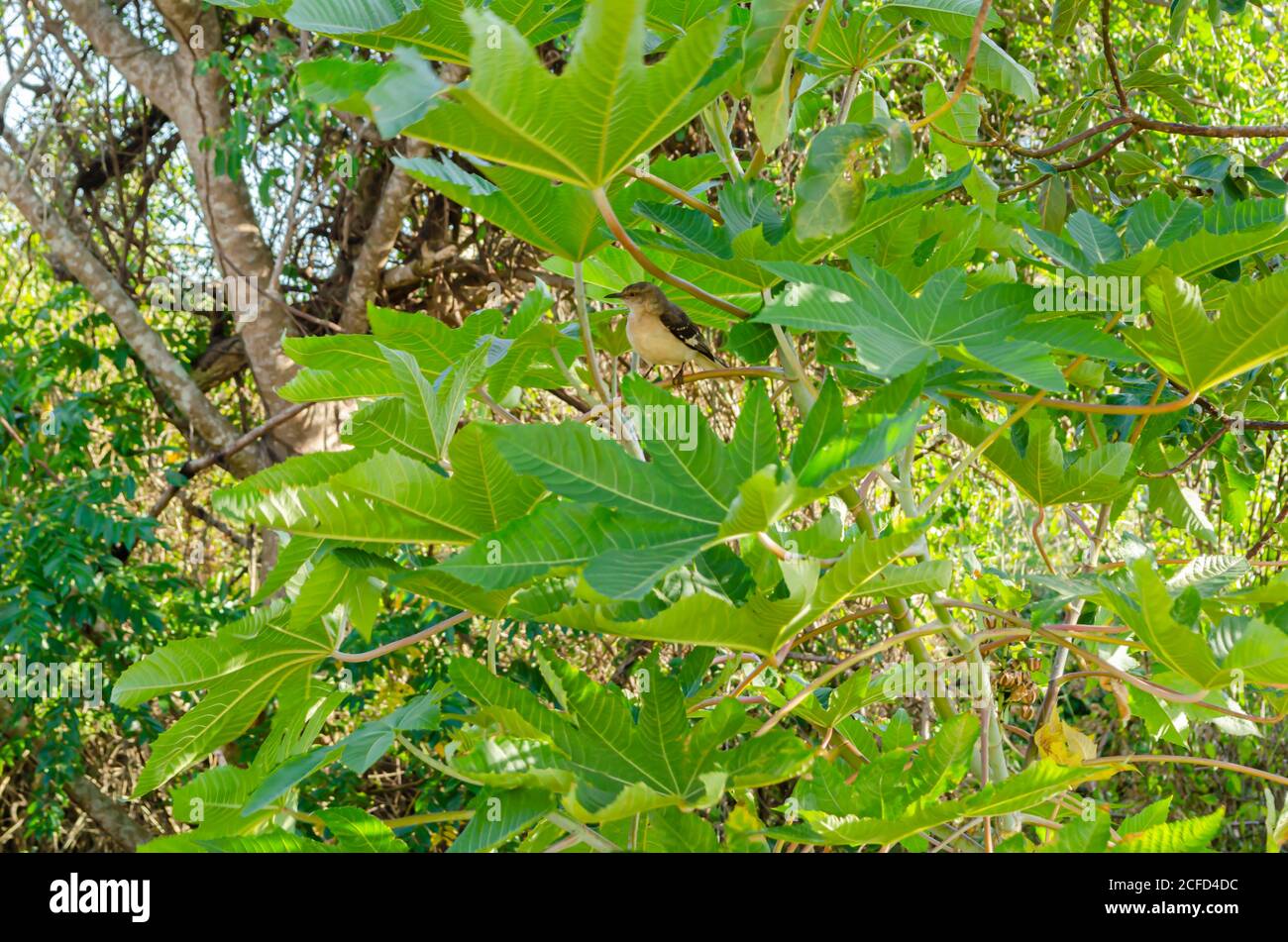 Nightingale In Papaya Tree Stock Photo - Alamy