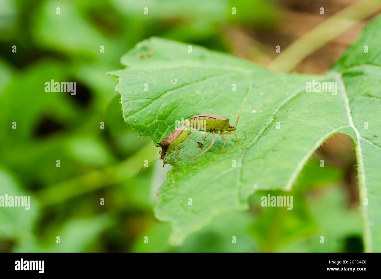 Stink Bug Mating Stock Photo - Alamy
