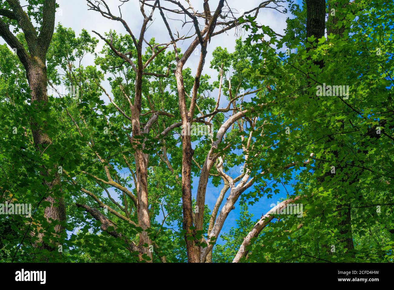 Big old dead oak tree in an oak forest Stock Photo - Alamy