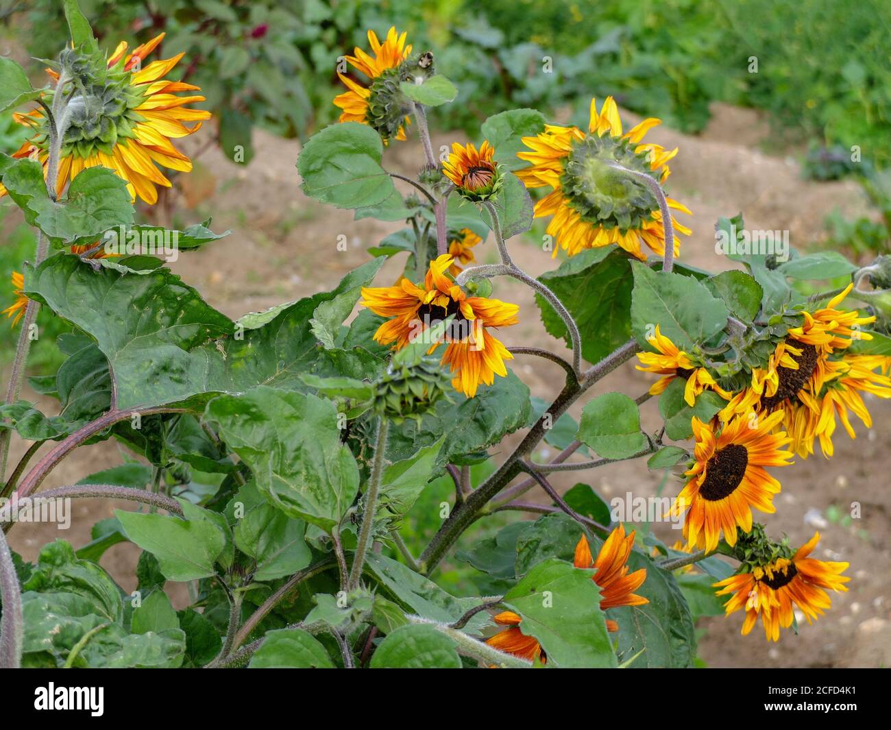 Sunflower "Firecracker" (Helianthus annuus) in the garden Stock Photo ...