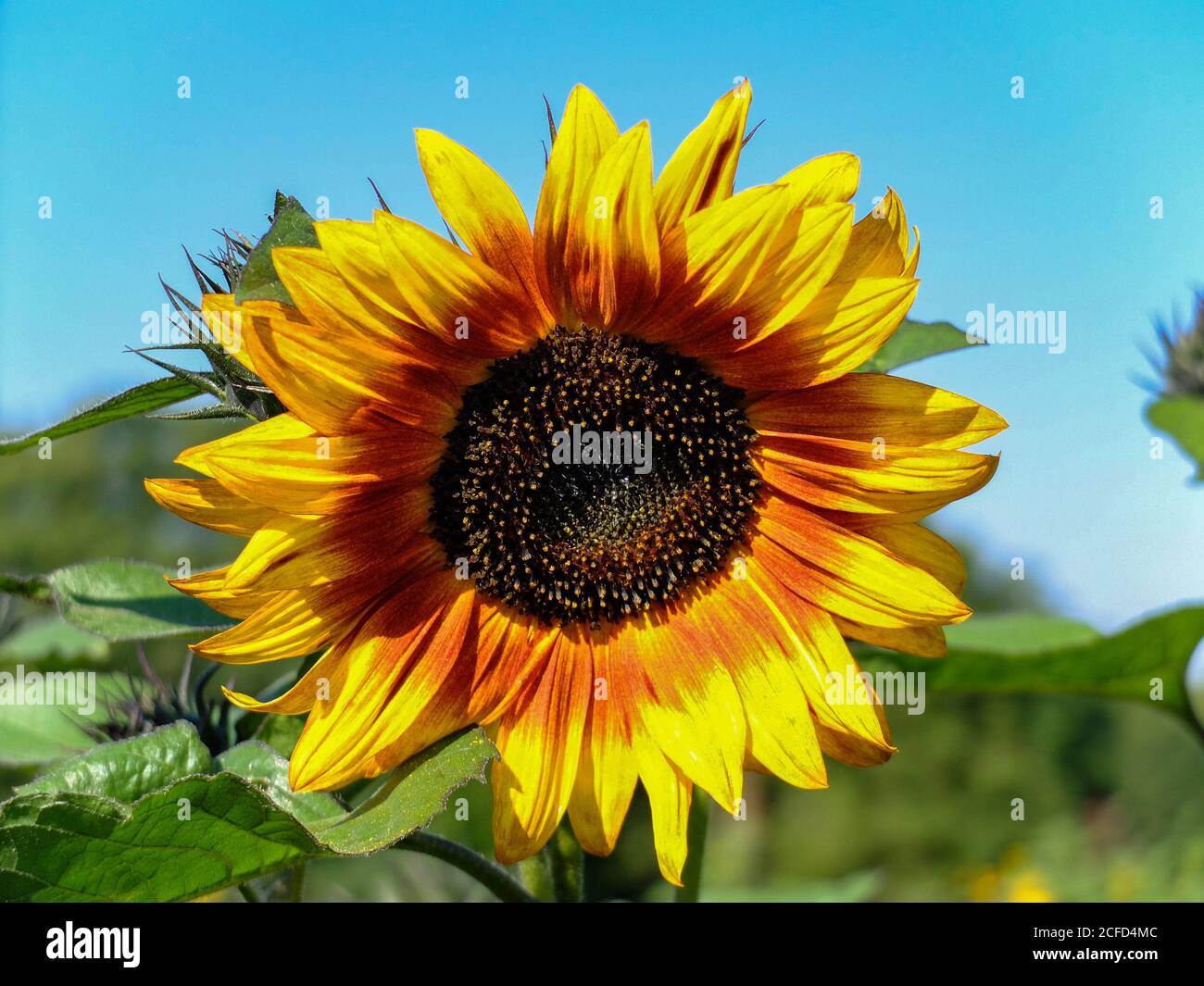 Helianthus firecracker garden hi-res stock photography and images - Alamy