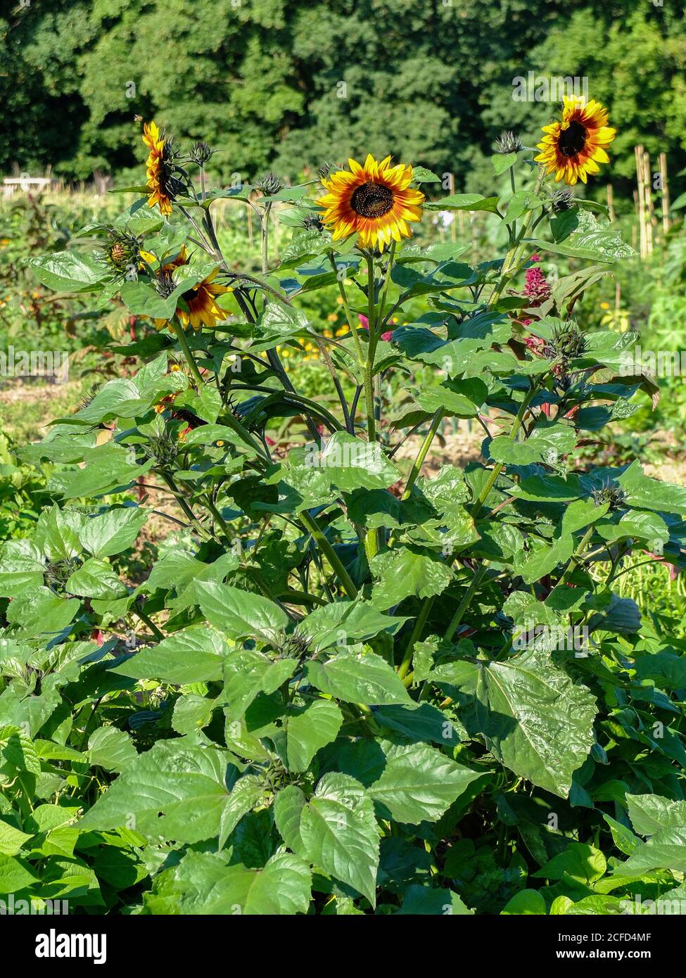 Sunflower "Firecracker" (Helianthus annuus) in the garden Stock Photo ...