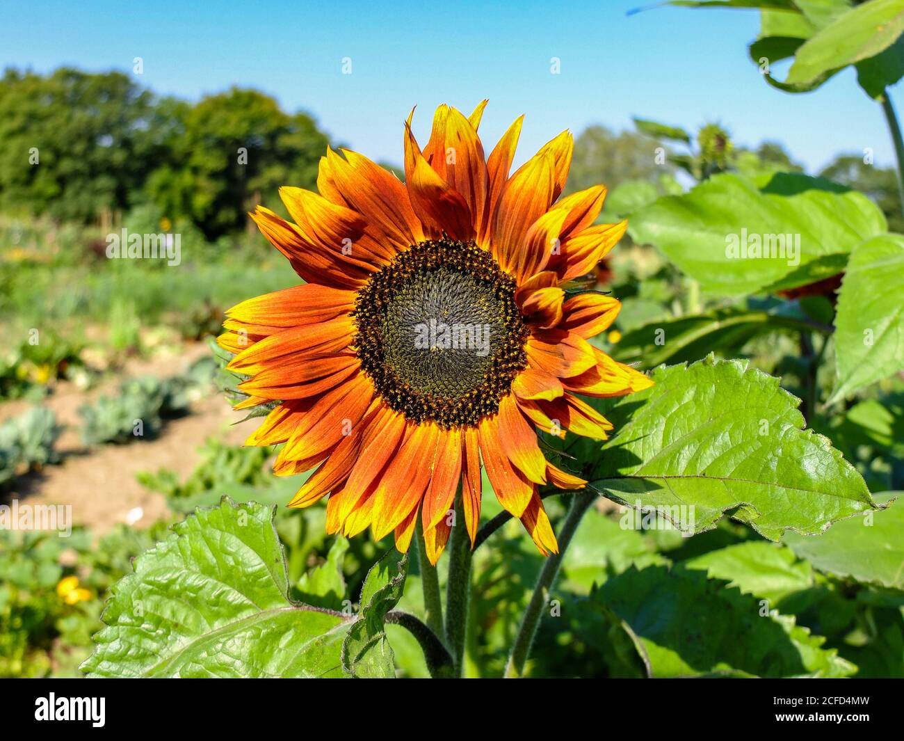 Sunflower "Firecracker" (Helianthus annuus) in the garden Stock Photo ...