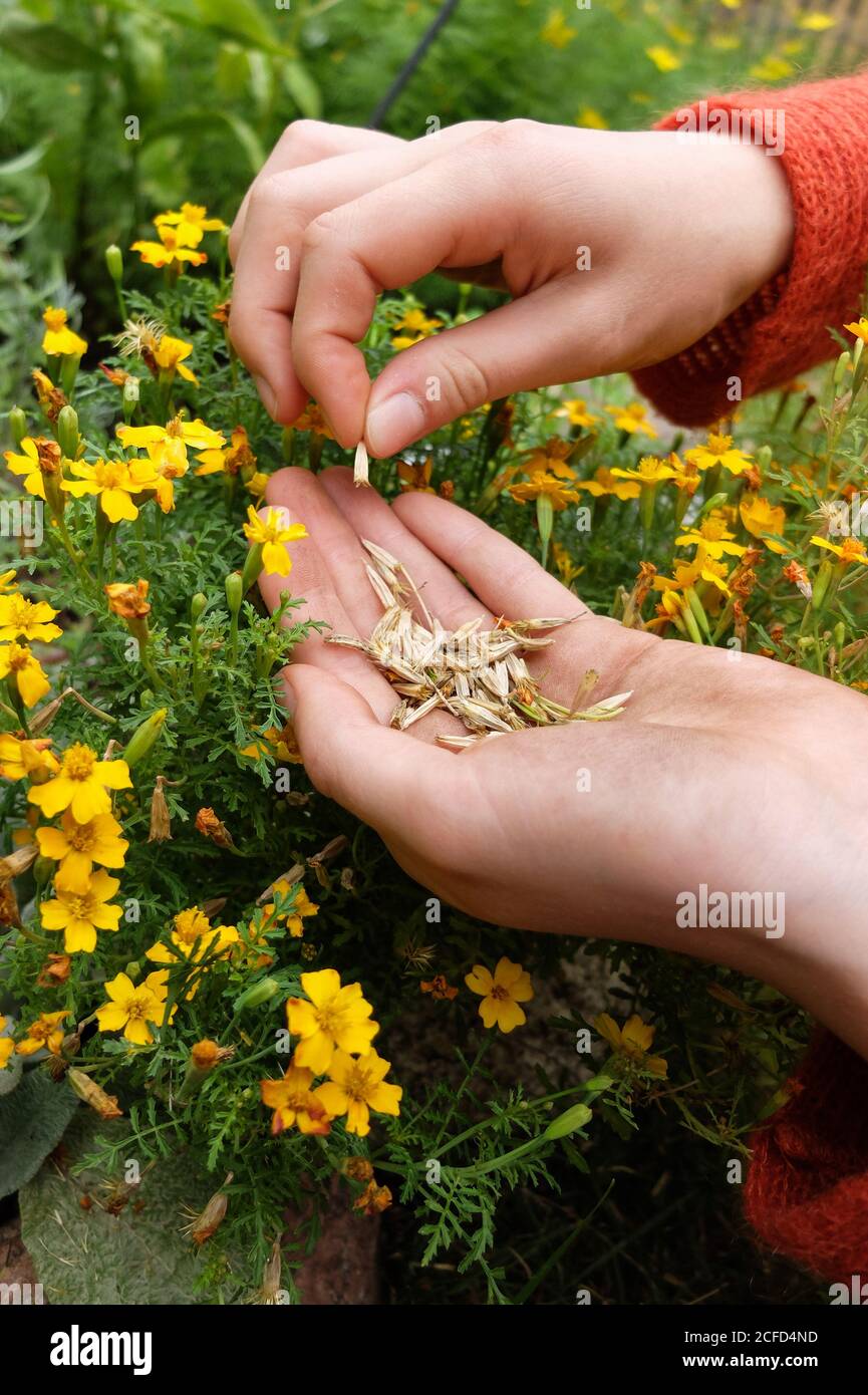 Collect seeds of spiced tagetes (Tagetes tenuifolia Stock Photo - Alamy