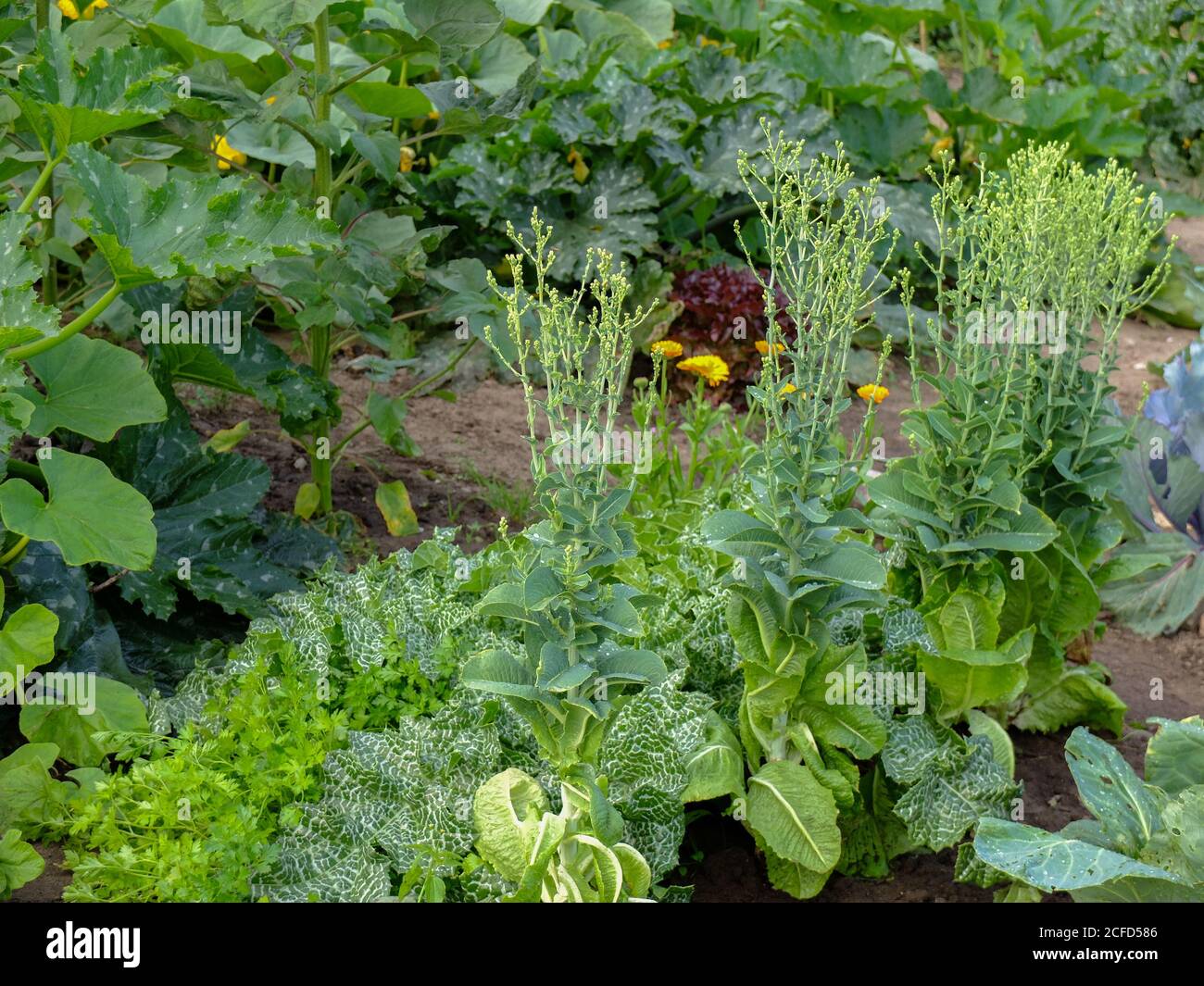 Lactuca sativa flower hi-res stock photography and images - Alamy