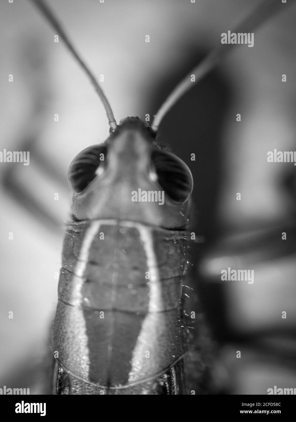 Single insects Black and White Stock Photos & Images - Alamy