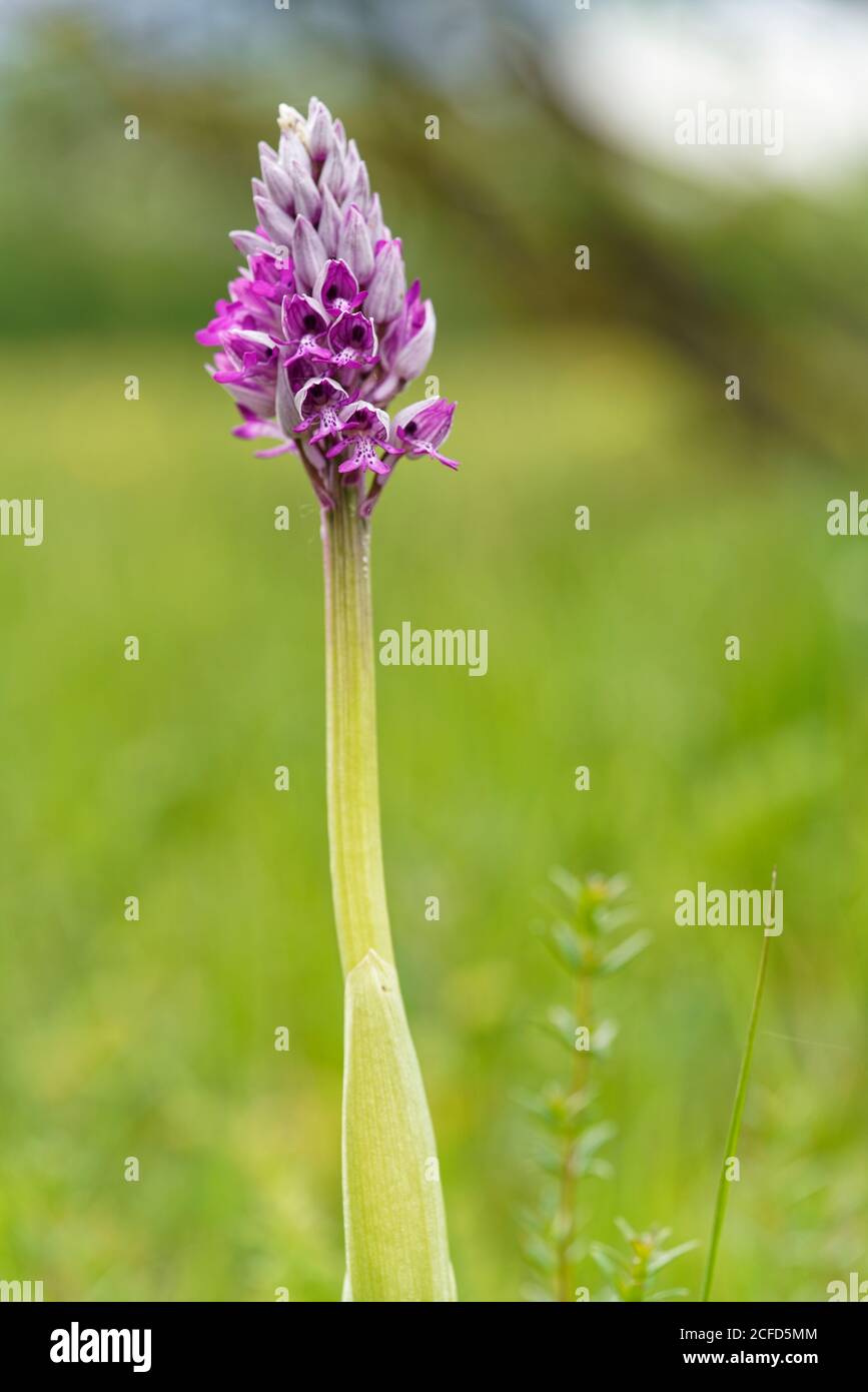 Helmet Orchid, Orchis militaris, Helmet Orchid Stock Photo - Alamy