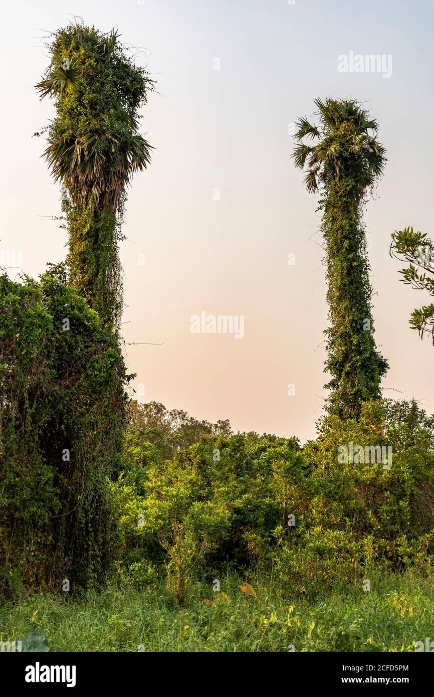 Tall trees border hi-res stock photography and images - Alamy