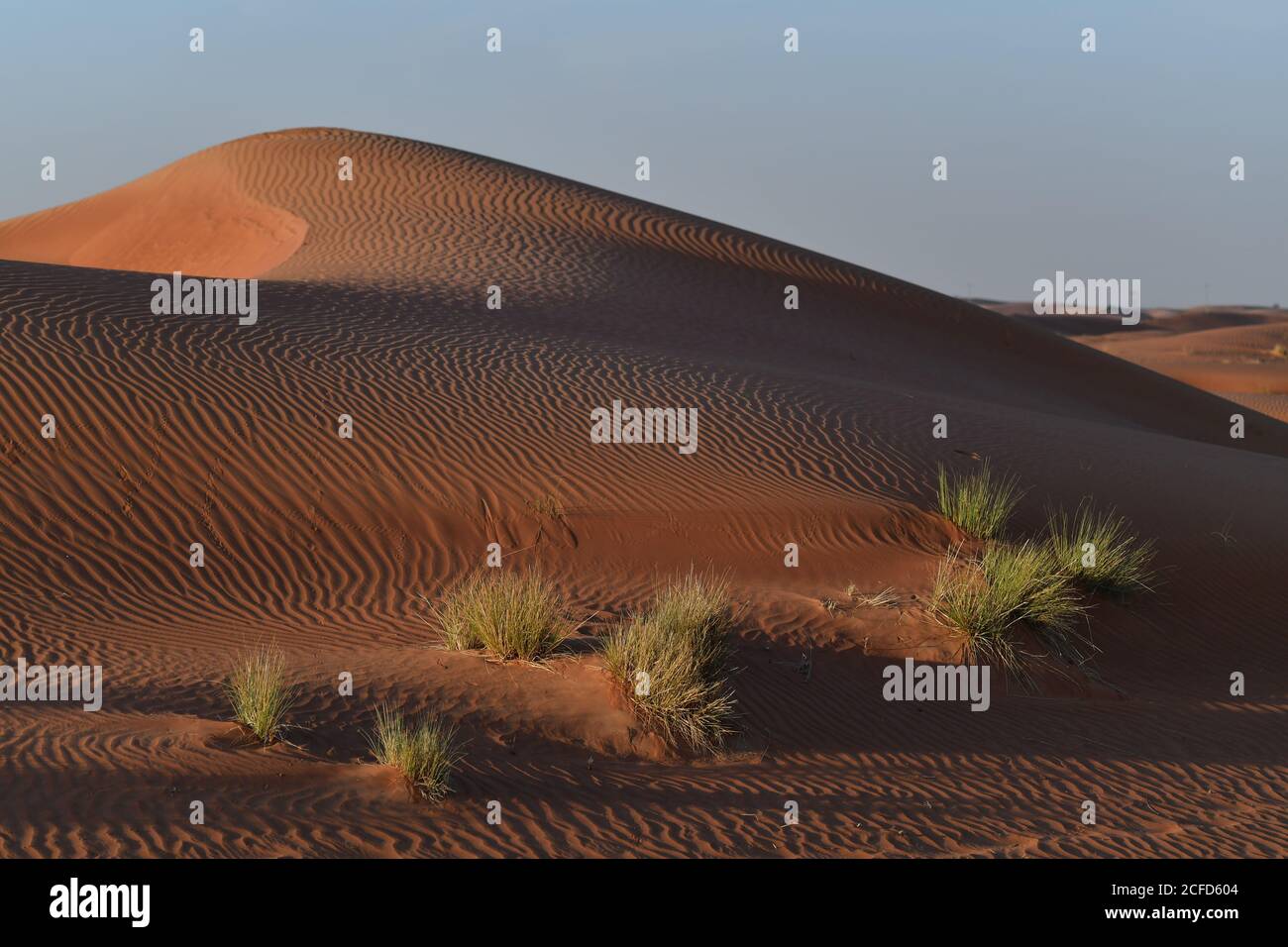 Arabian Peninsula desert sand dunes, being contoured into different ...