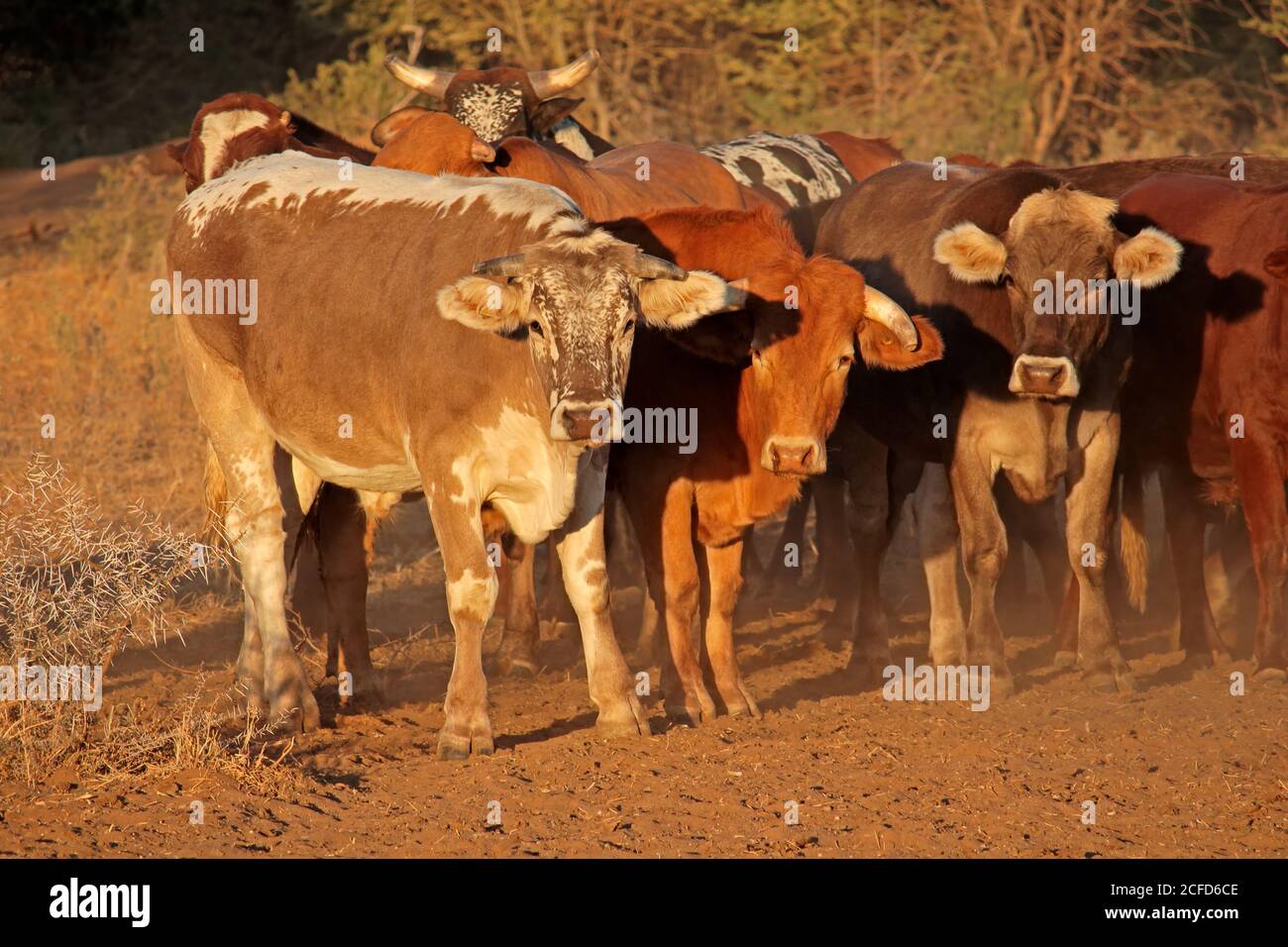 Small herd of free-range cattle on a rural farm of Northern Namibia ...
