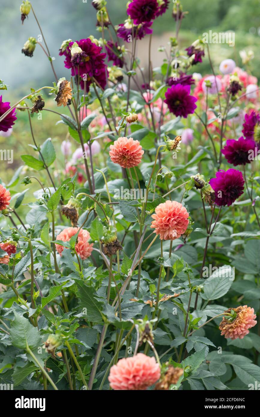 Colorful Dahlias in the garden Stock Photo - Alamy