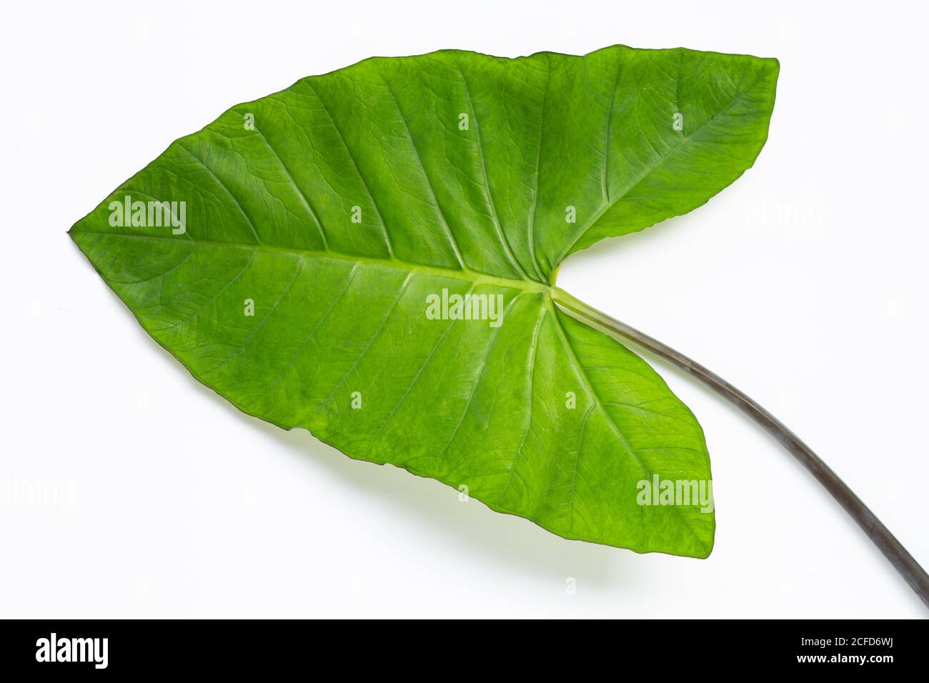 Taro leaf isolated on white background Stock Photo - Alamy