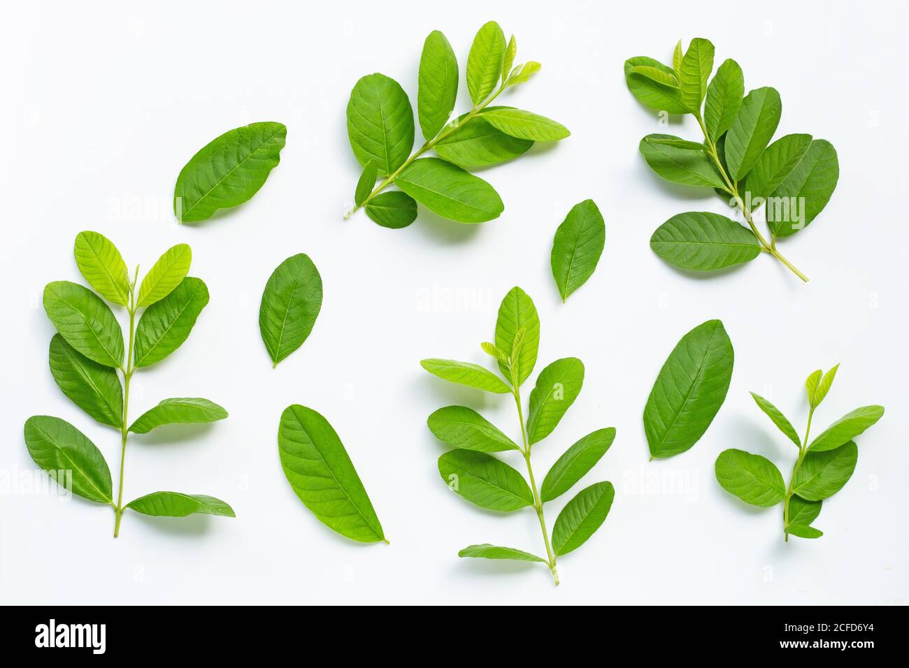 Fresh guava leaves on white background Stock Photo - Alamy
