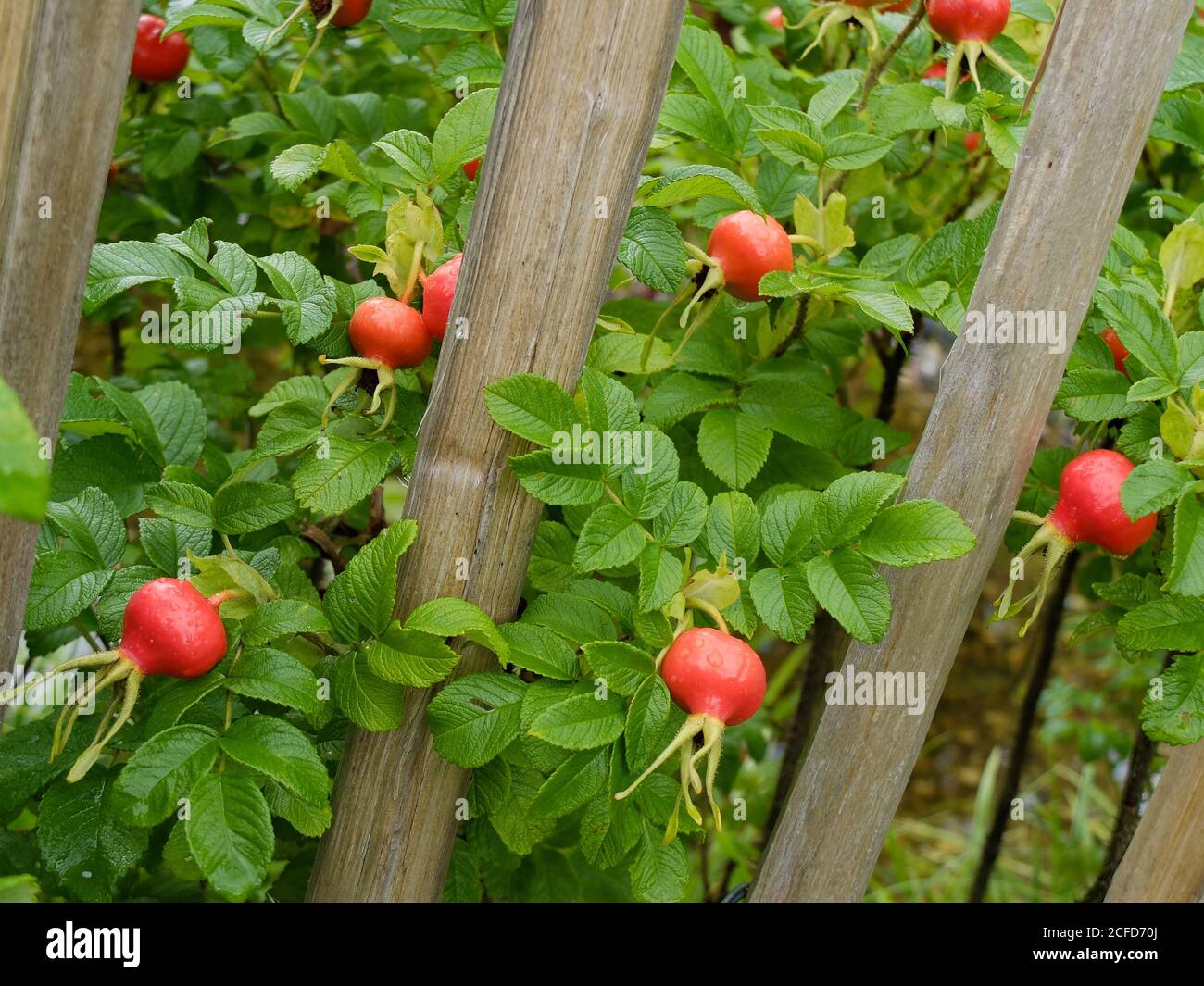 Red fruits of the potato rose (Rosa rugosa), also called rose hip, on ...