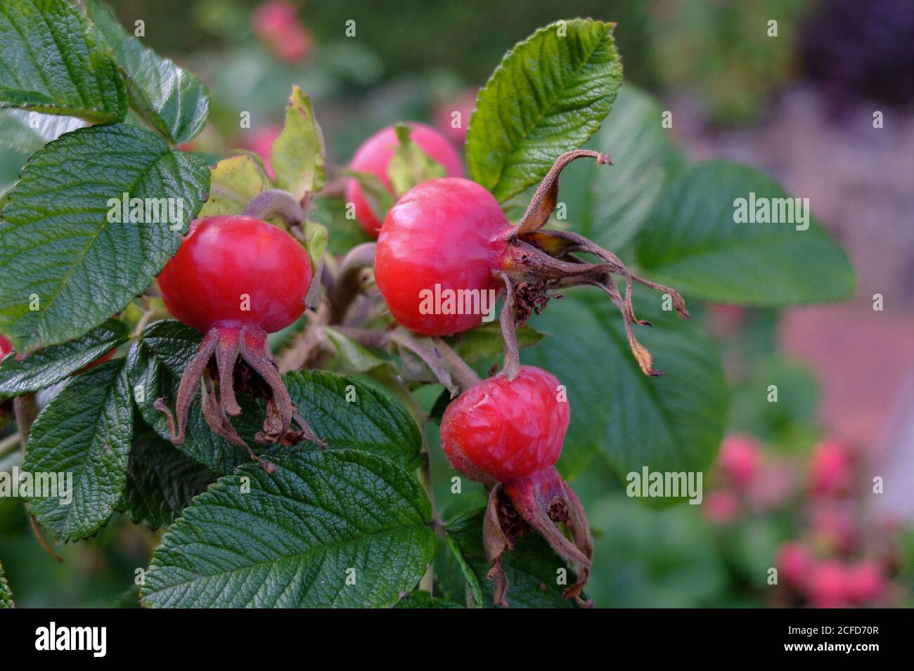 Ripe red fruits of the potato rose rosa rugosa hi-res stock photography ...