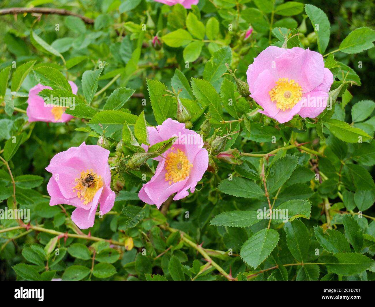 Early summer rose hi-res stock photography and images - Alamy