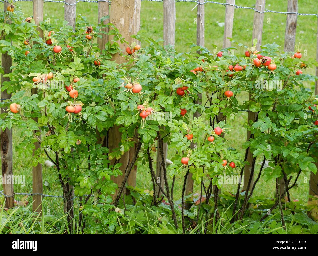Red fruits of the potato rose (Rosa rugosa), also called rose hip, on ...