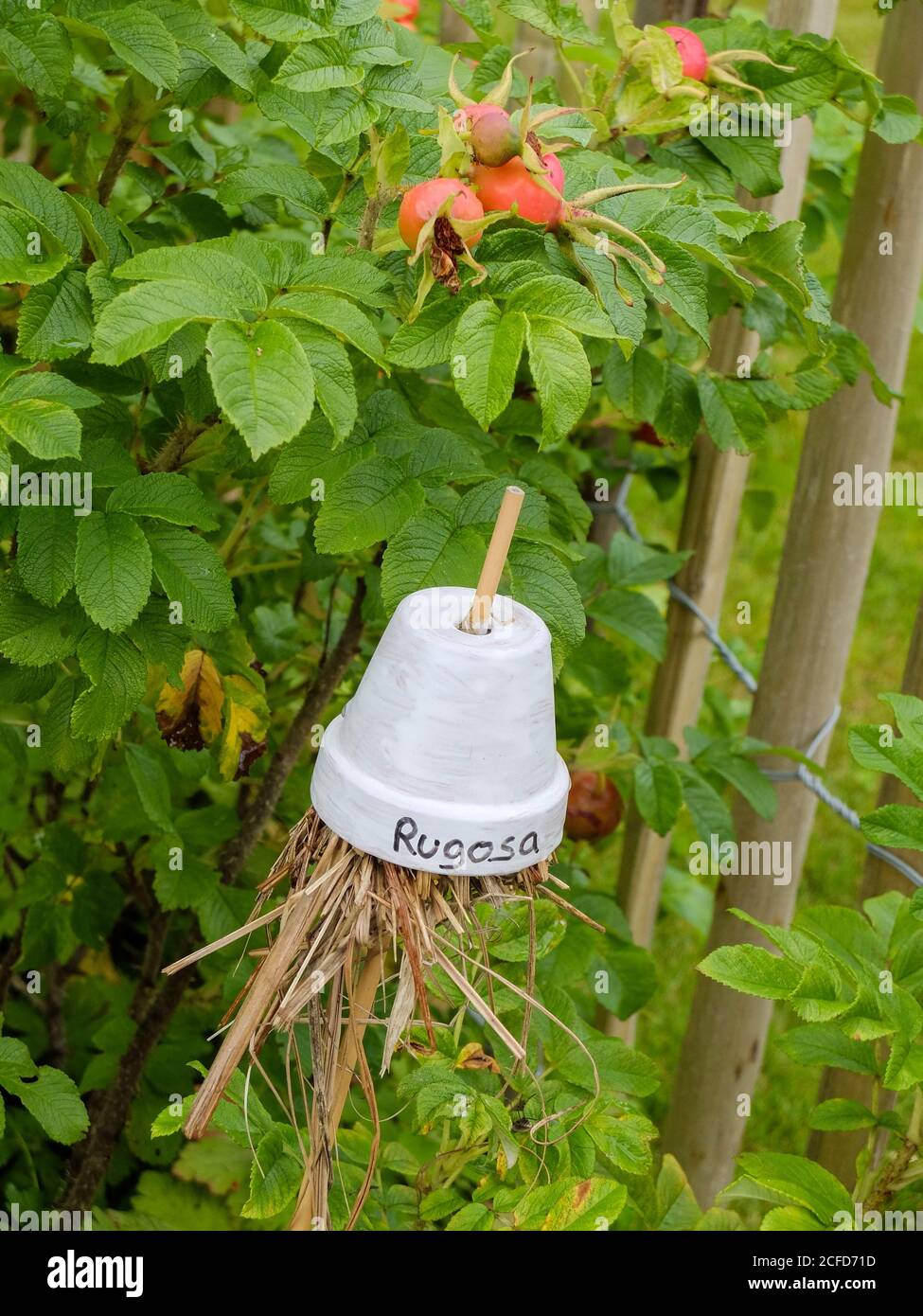 Upturned flowerpot hi-res stock photography and images - Alamy